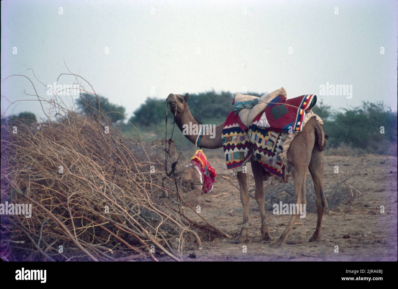 Camel resting before the Desert Festival in Kutch, Gujrat, India Stock ...