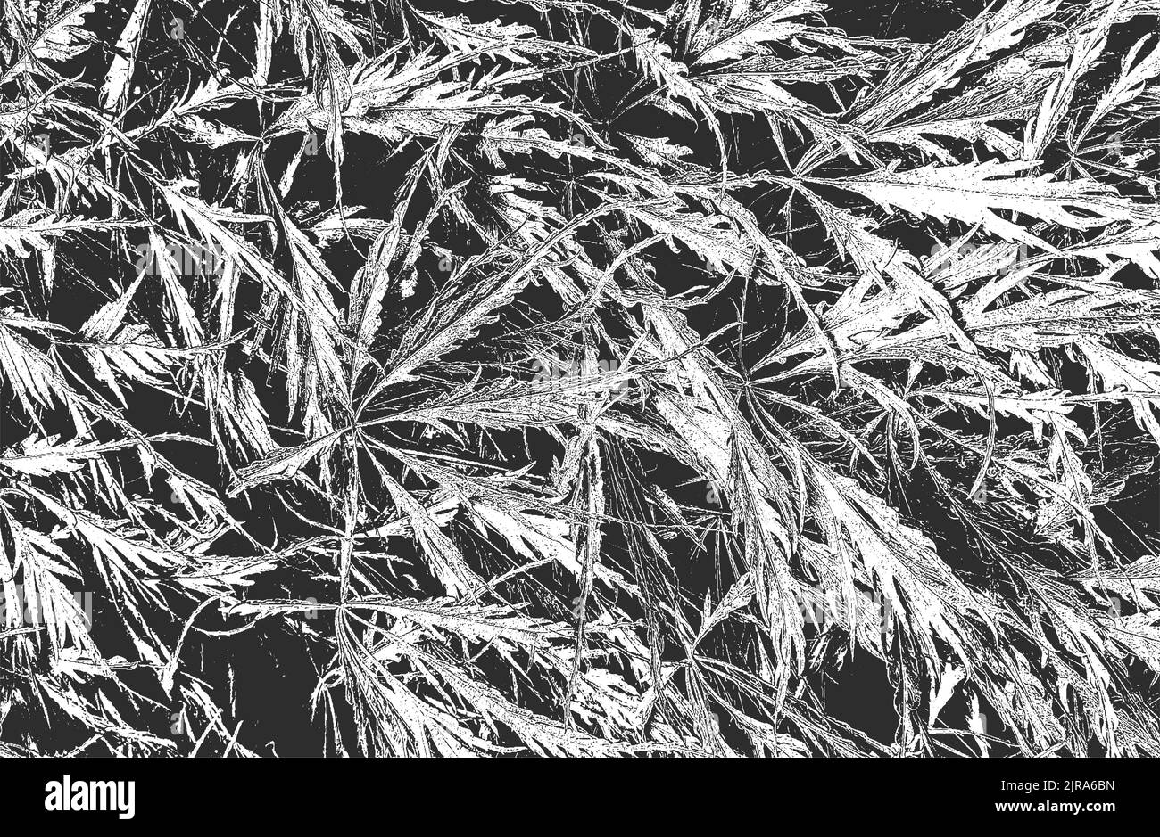 Distressed overlay grass stem texture on the ground. grunge black and ...