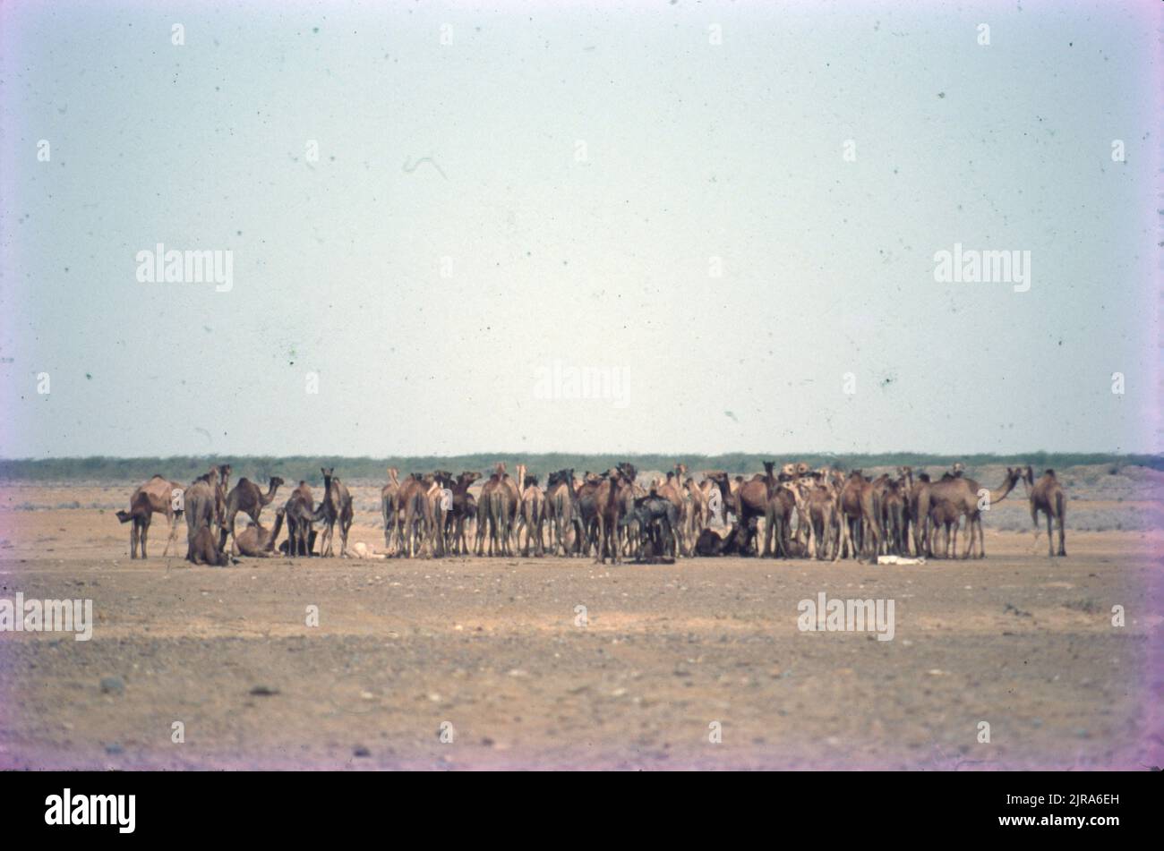 Camel in gujrat desart hi-res stock photography and images - Alamy