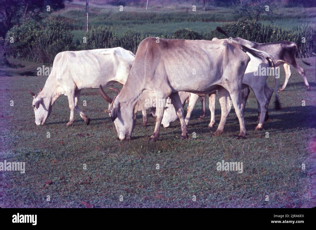 Cows Grazing, Gujrat, India Stock Photo - Alamy