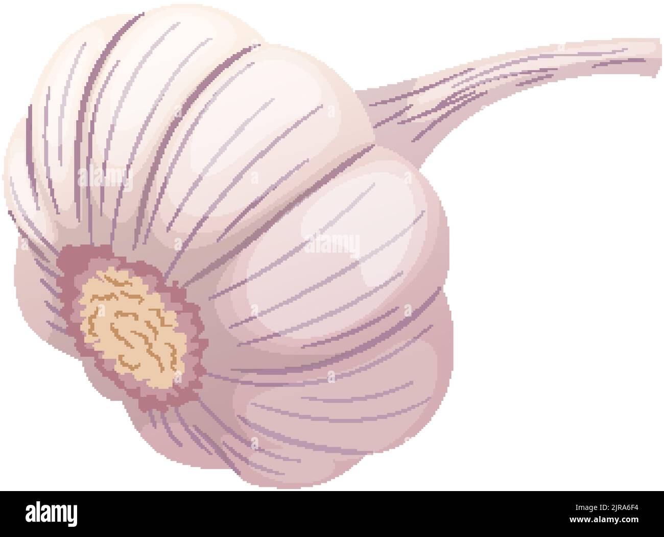 dry head of garlic cartoon vector illustration Stock Vector Image & Art ...