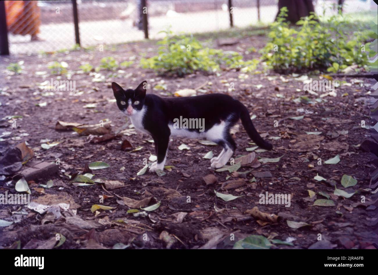 Cat in the back yard, India Stock Photo - Alamy