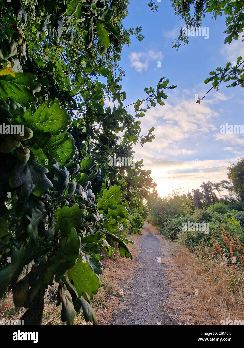 A vertical shot of a narrow trail in the countryside Stock Photo - Alamy