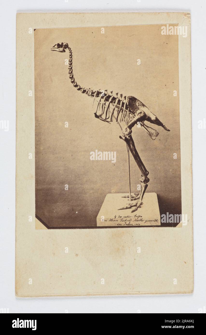 Bird skeleton (moa), 1/9 life size. Sent by Gerhard Miller, 1864, 1880s ...