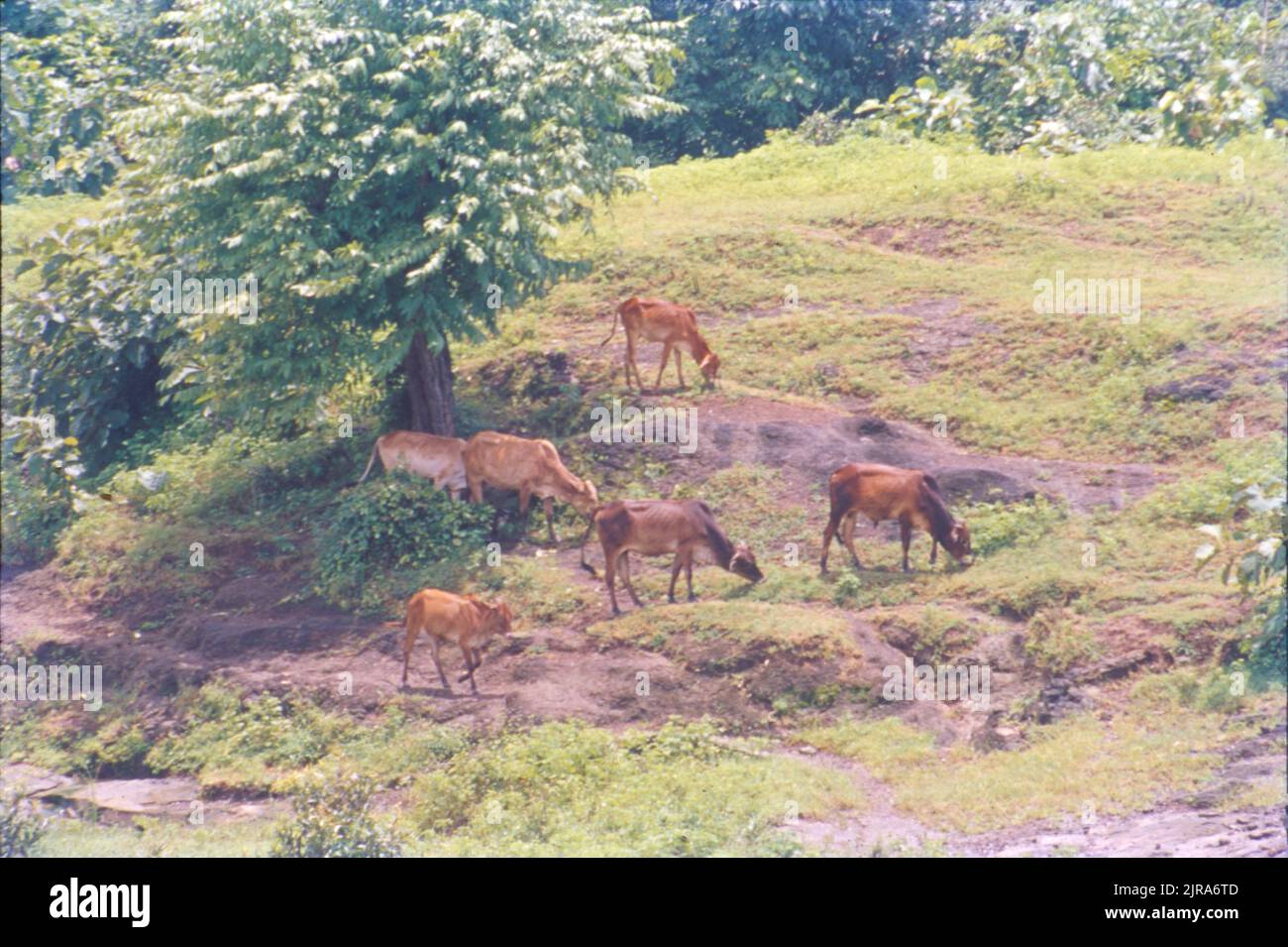 Cattel grazing on the hills in Maharashtra, India Stock Photo - Alamy