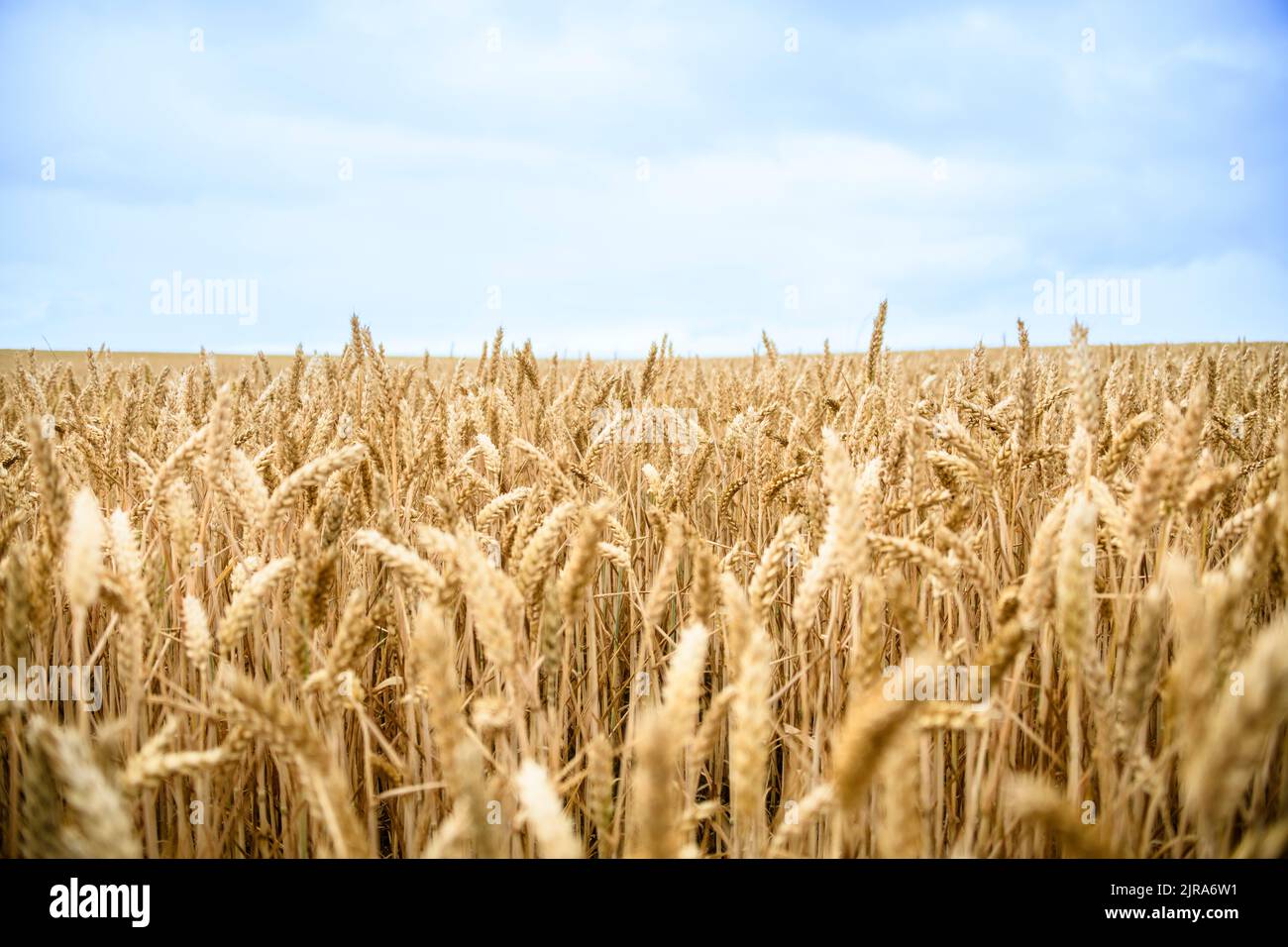 Wheat grains with gluten hi-res stock photography and images - Alamy