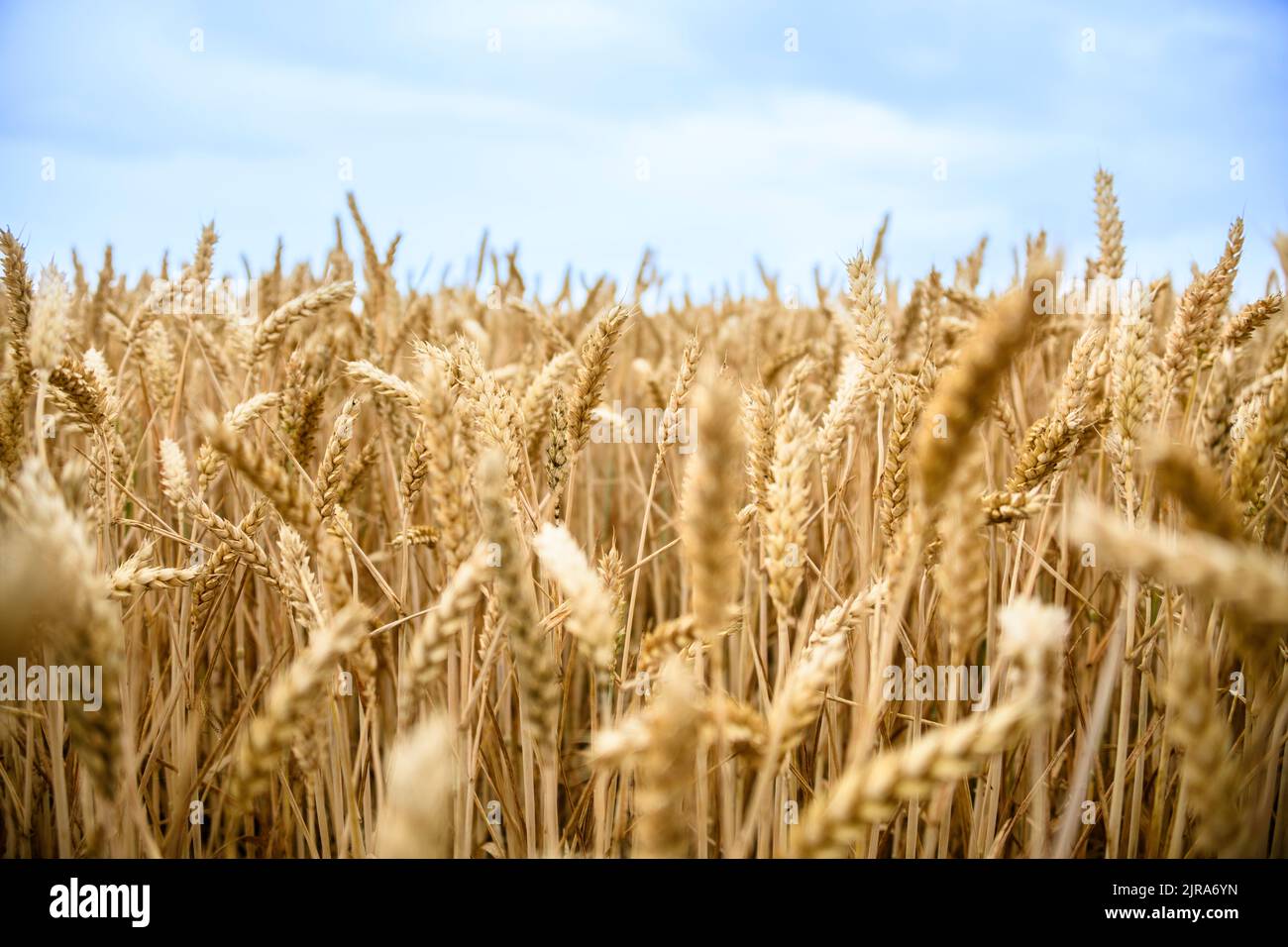 Durum wheat grains hi-res stock photography and images - Alamy