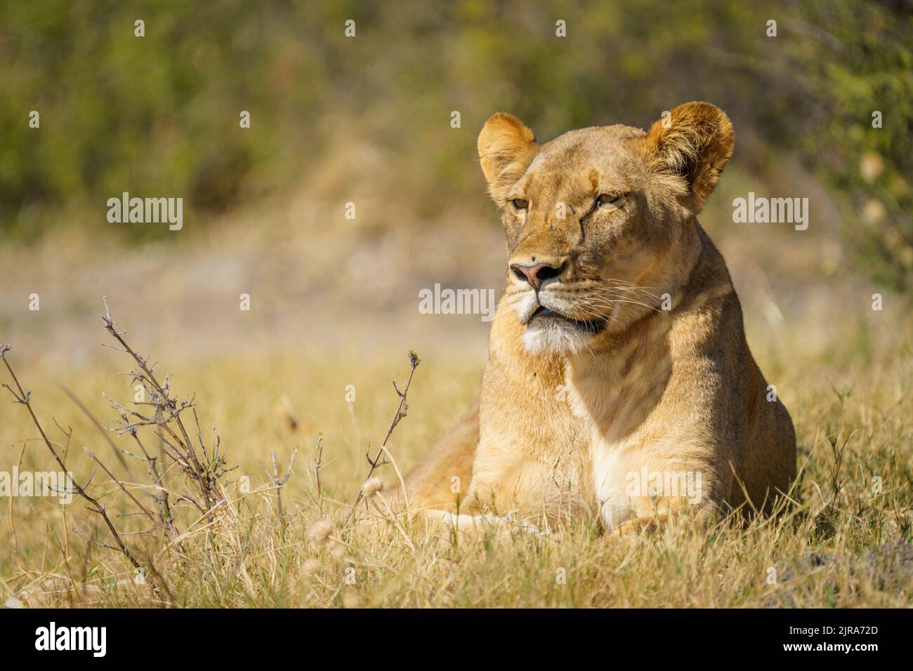 Lioness walking side view isolated hi-res stock photography and images ...