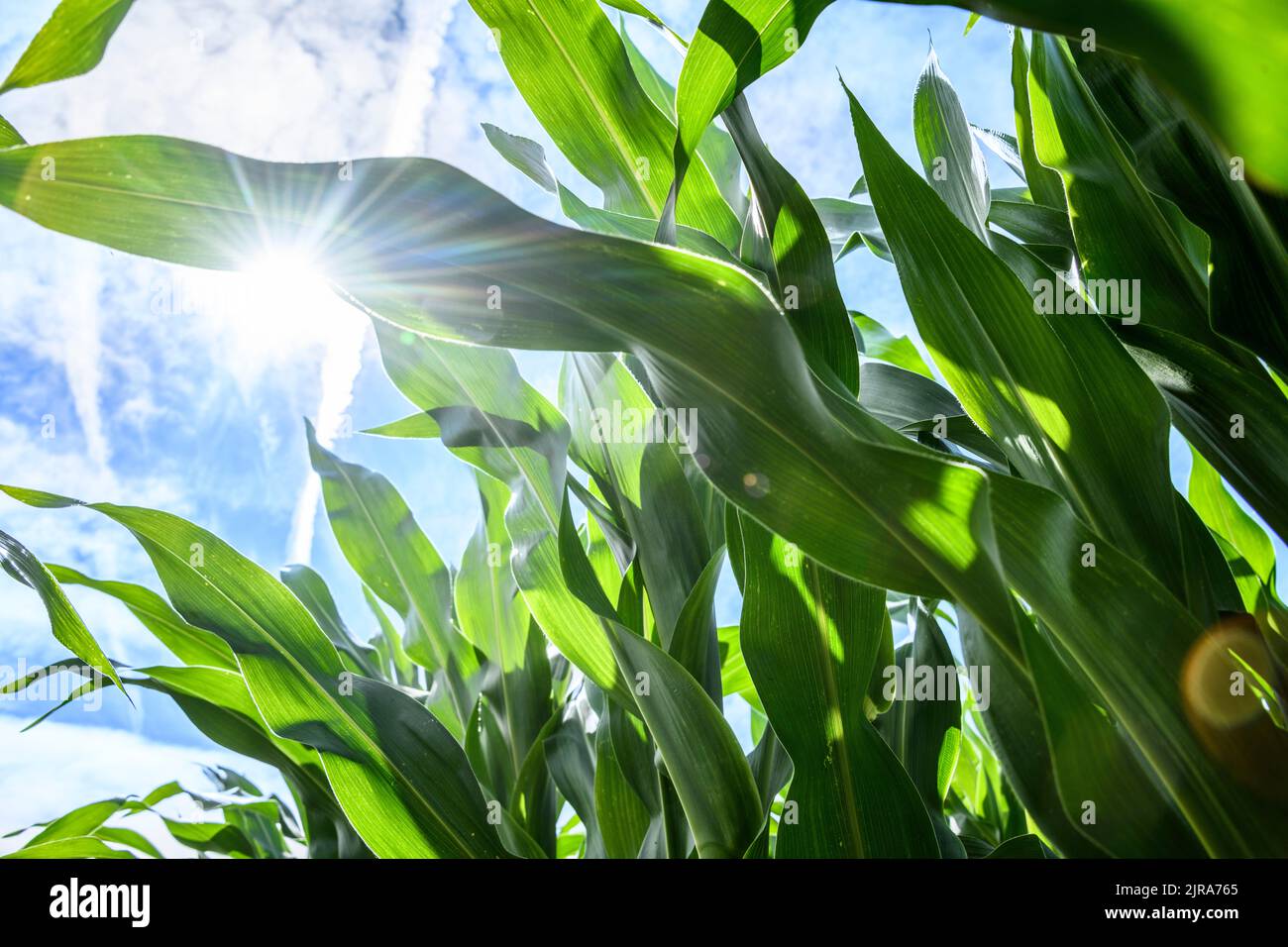 Sweetcorn cultivation hi-res stock photography and images - Alamy
