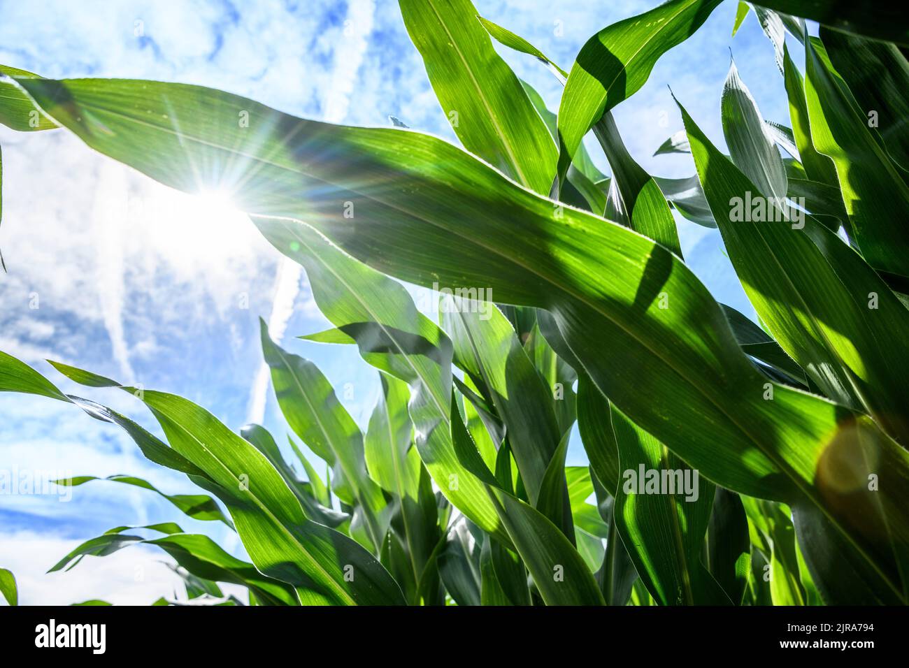 Crop hot sun hi-res stock photography and images - Alamy