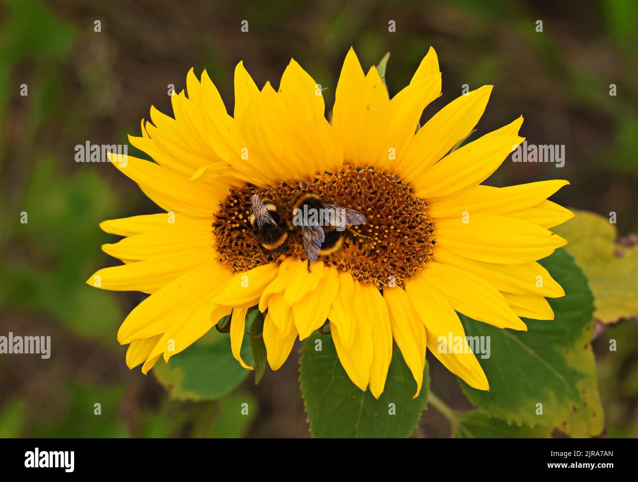 Conjoined sunflowers hi-res stock photography and images - Alamy