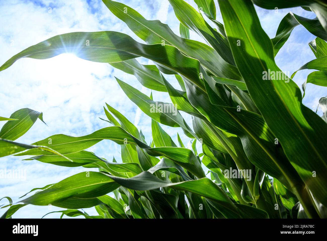 corn field in the sun Stock Photo - Alamy
