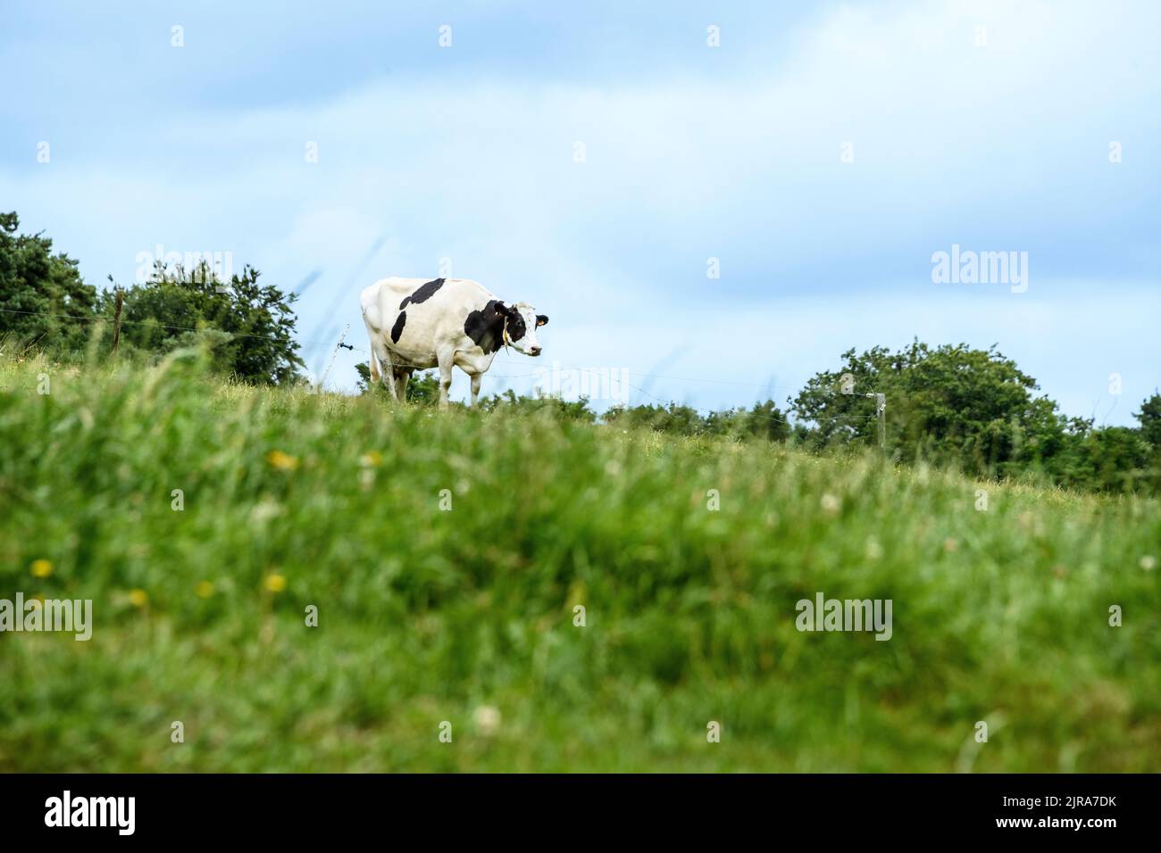 Cow in prairie hi-res stock photography and images - Alamy