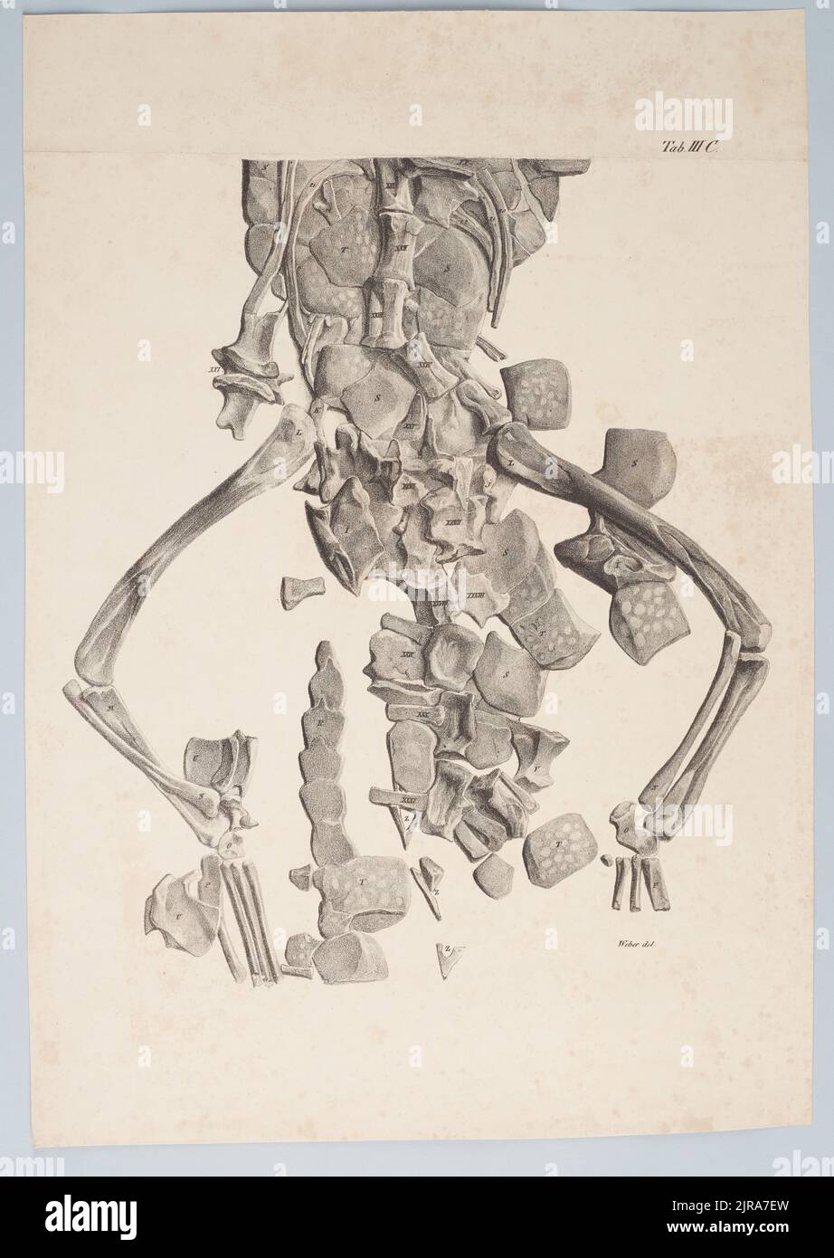 Skeleton parts hi-res stock photography and images - Alamy