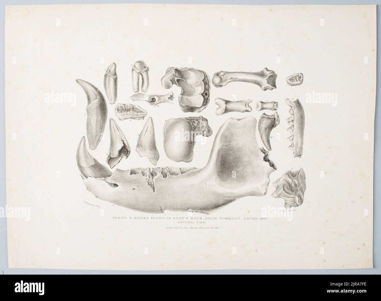 Teeth and Bones Found in Kent's Hold, Near Torquay, Devon, 1824 ...