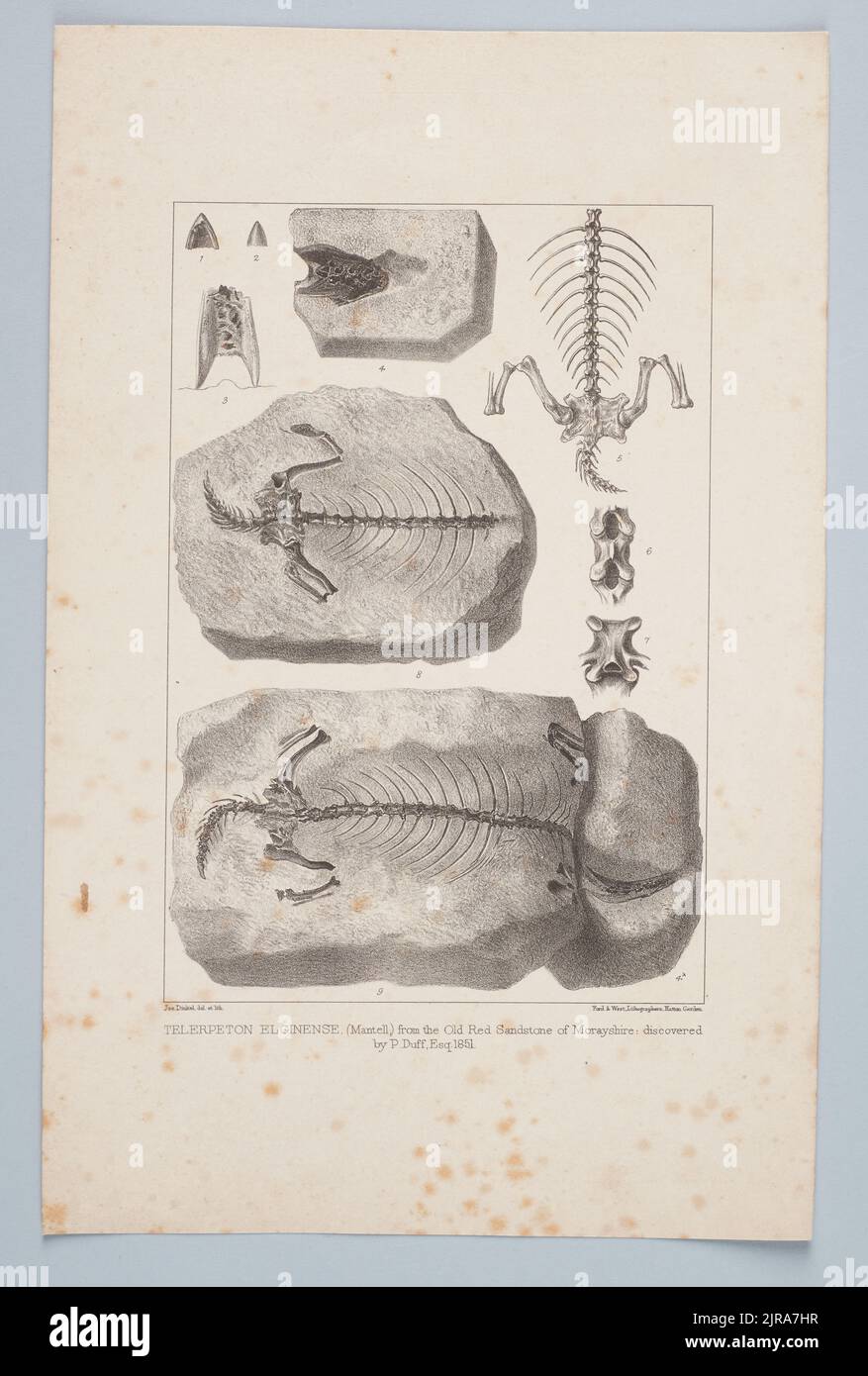 Telerpeton hi-res stock photography and images - Alamy