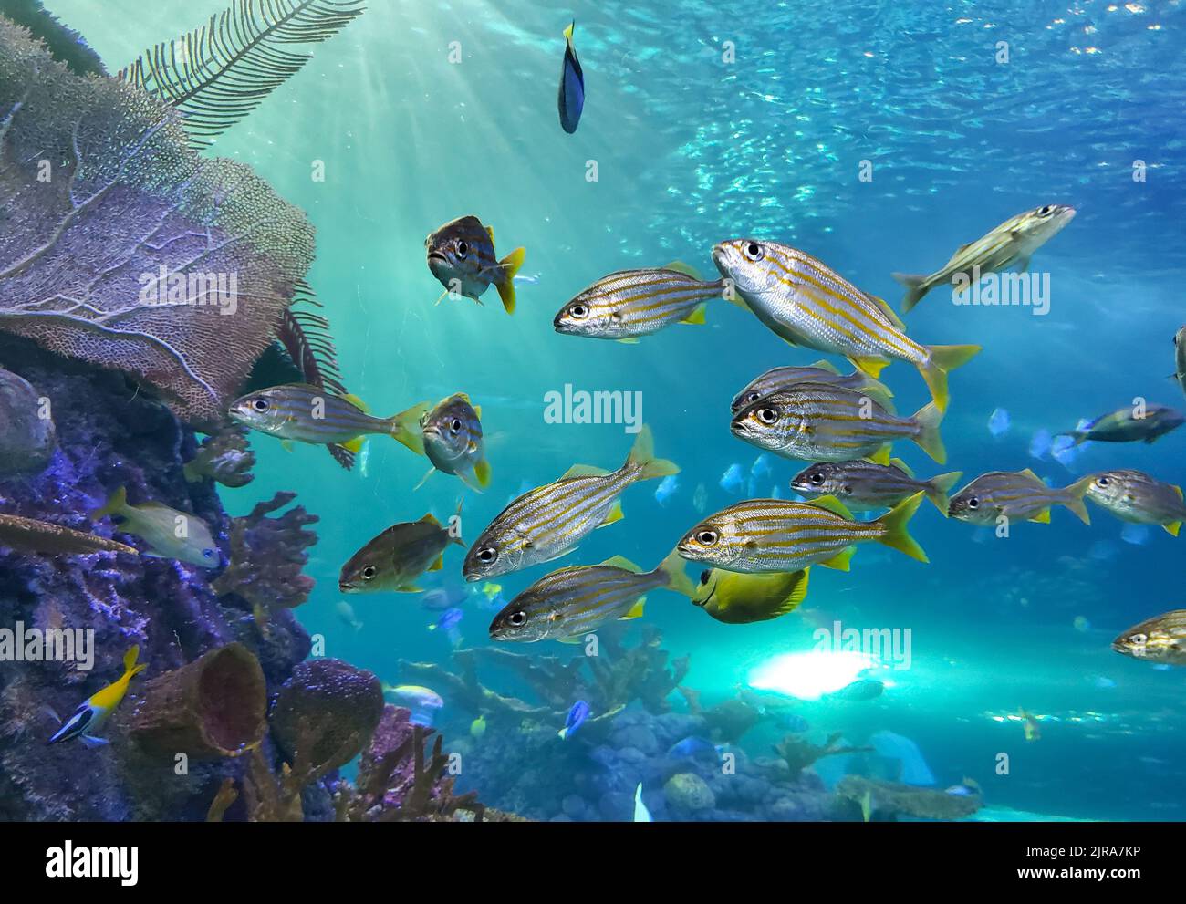 The bottom view of a school of fish inside a large saltwater aquarium ...