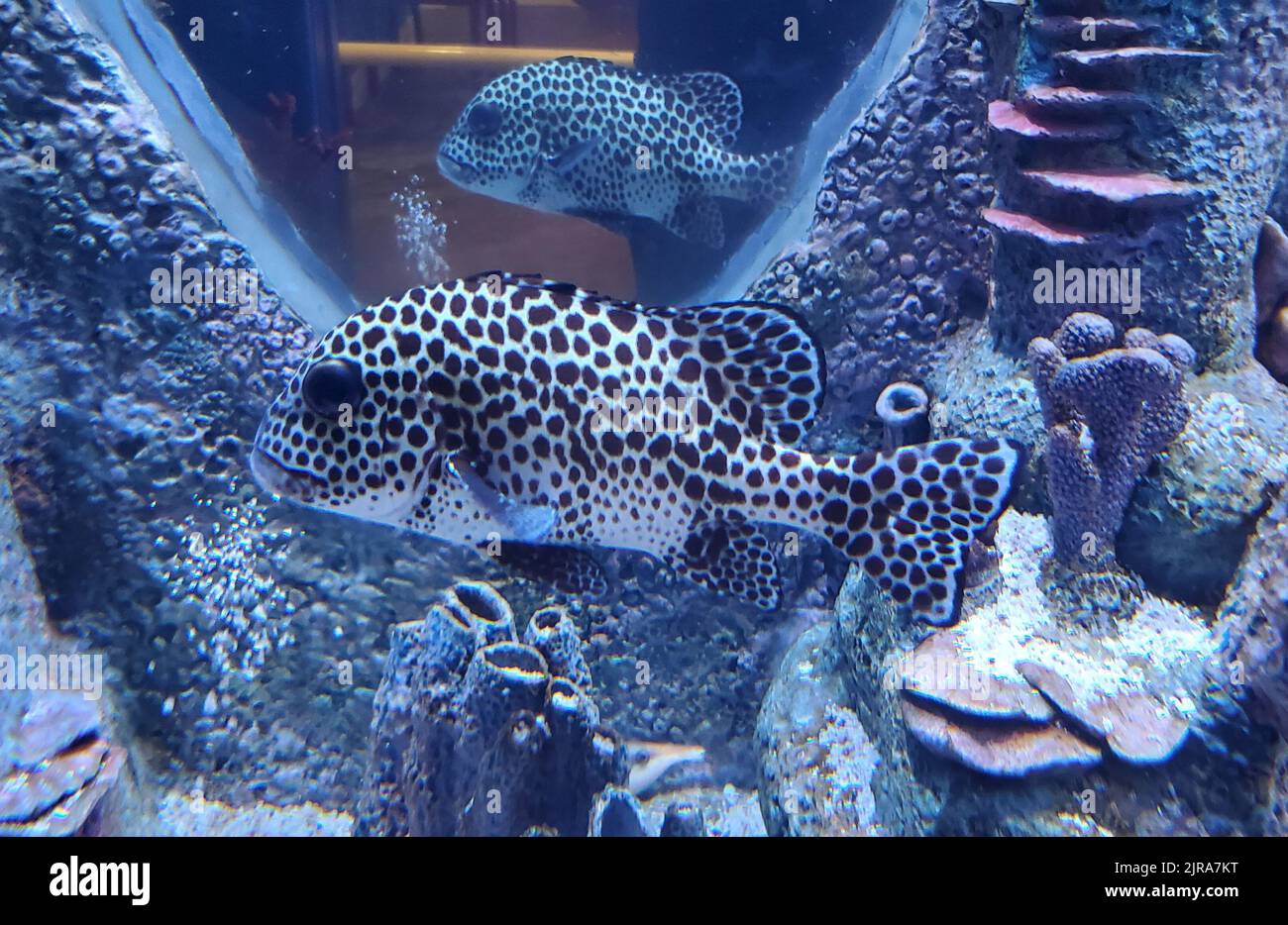 Close up of a black spotted grouper inside a saltwater fish tank Stock ...