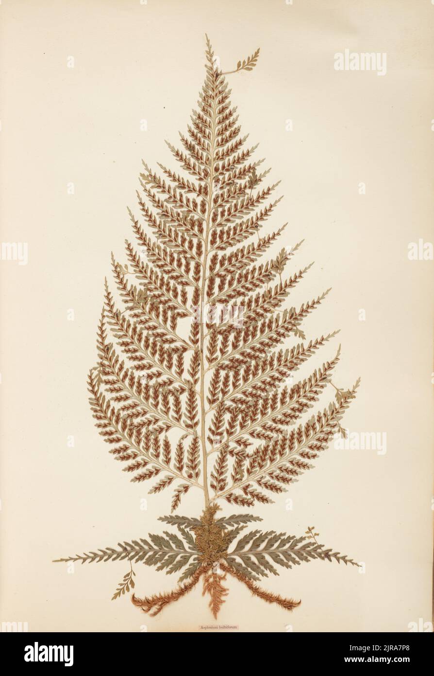 Pressed and mounted fern specimen hi-res stock photography and images ...