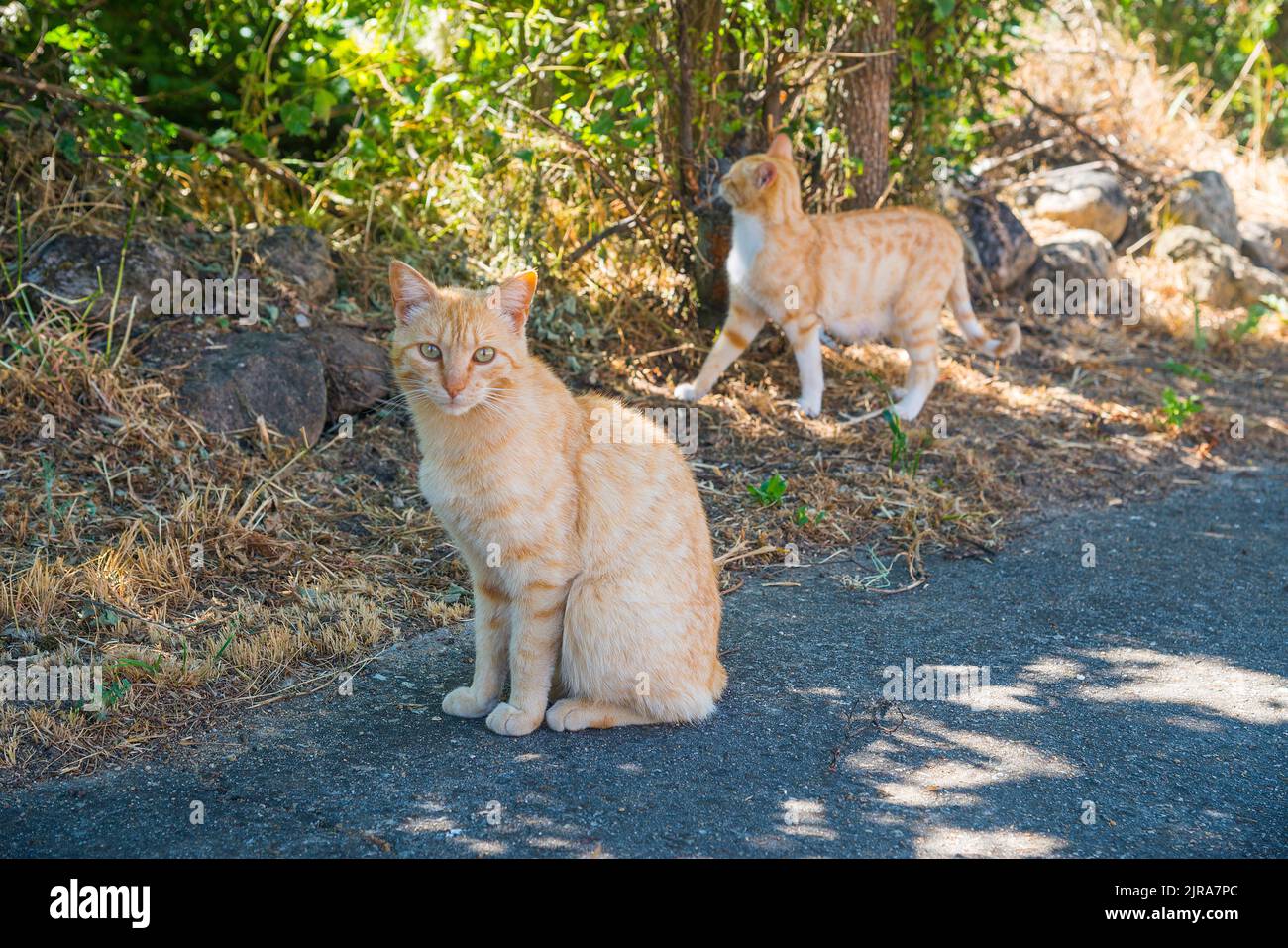 Tabby cats hi-res stock photography and images - Alamy