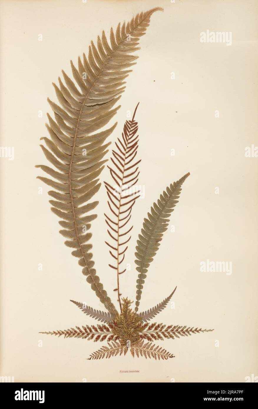 Pressed and mounted fern specimen hi-res stock photography and images ...