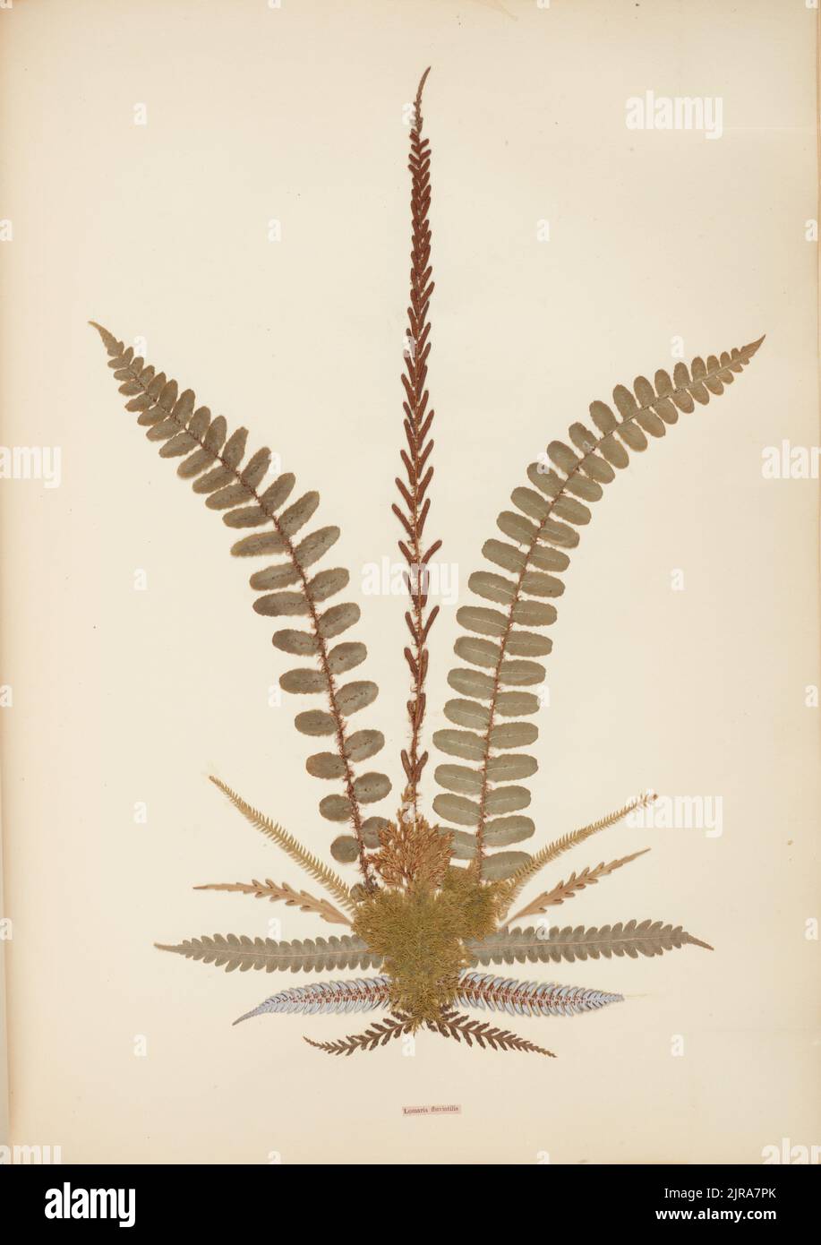 Pressed and mounted fern specimen hi-res stock photography and images ...