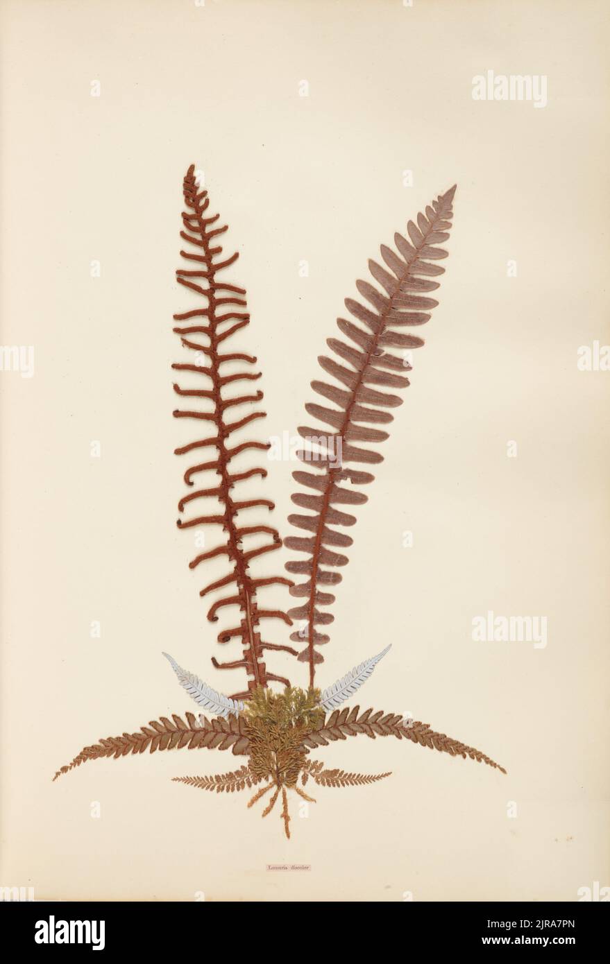 Pressed and mounted fern specimen hi-res stock photography and images ...