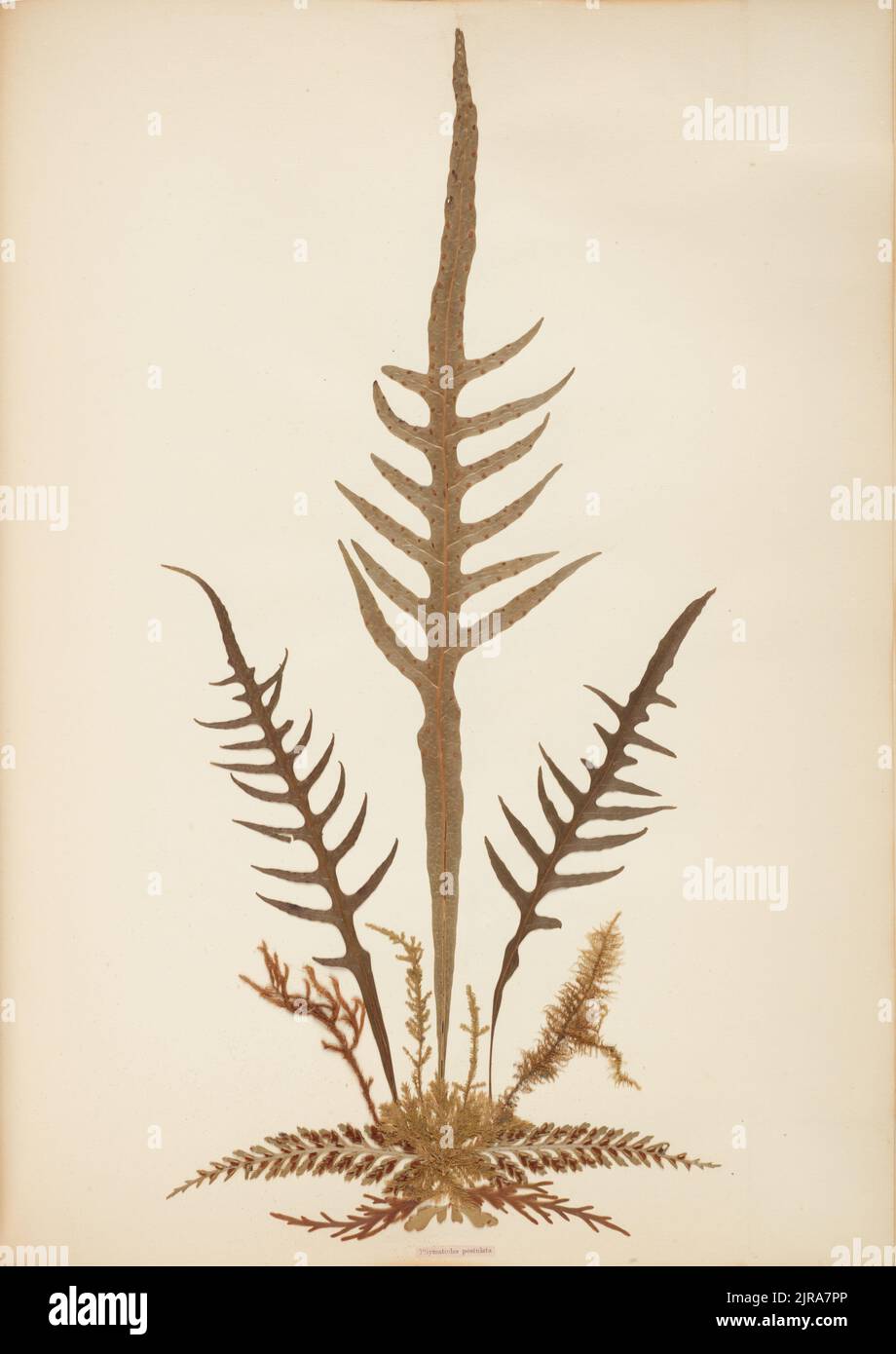 Pressed and mounted fern specimen hi-res stock photography and images ...