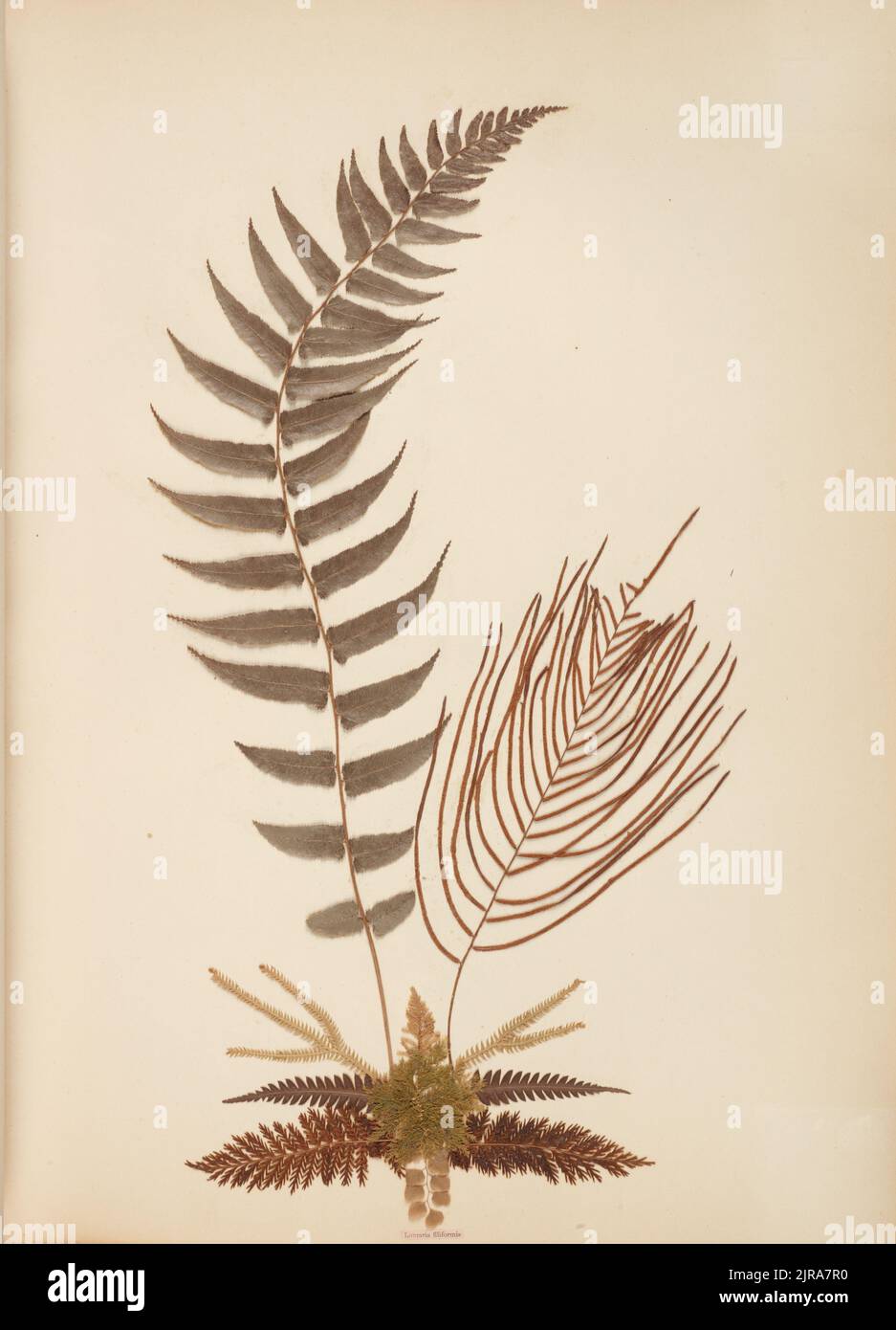 Pressed and mounted fern specimen hi-res stock photography and images ...