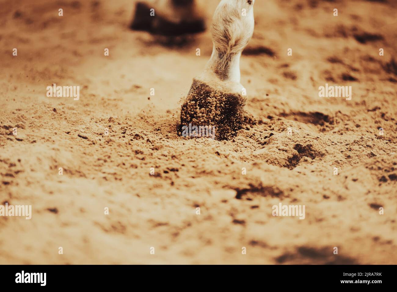 The hind leg of a gray horse that raises dust on a sandy arena with its ...