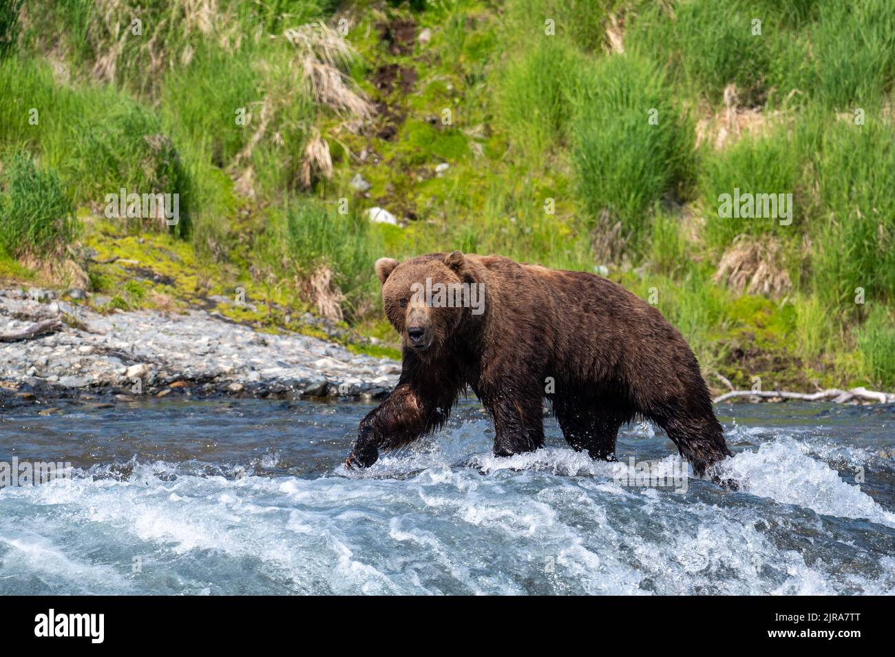 Alaskan brown bear standing in the rapids of the falls fishing for ...