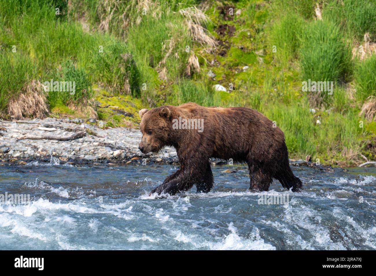 Alaskan brown bear standing in the rapids of the falls fishing for ...
