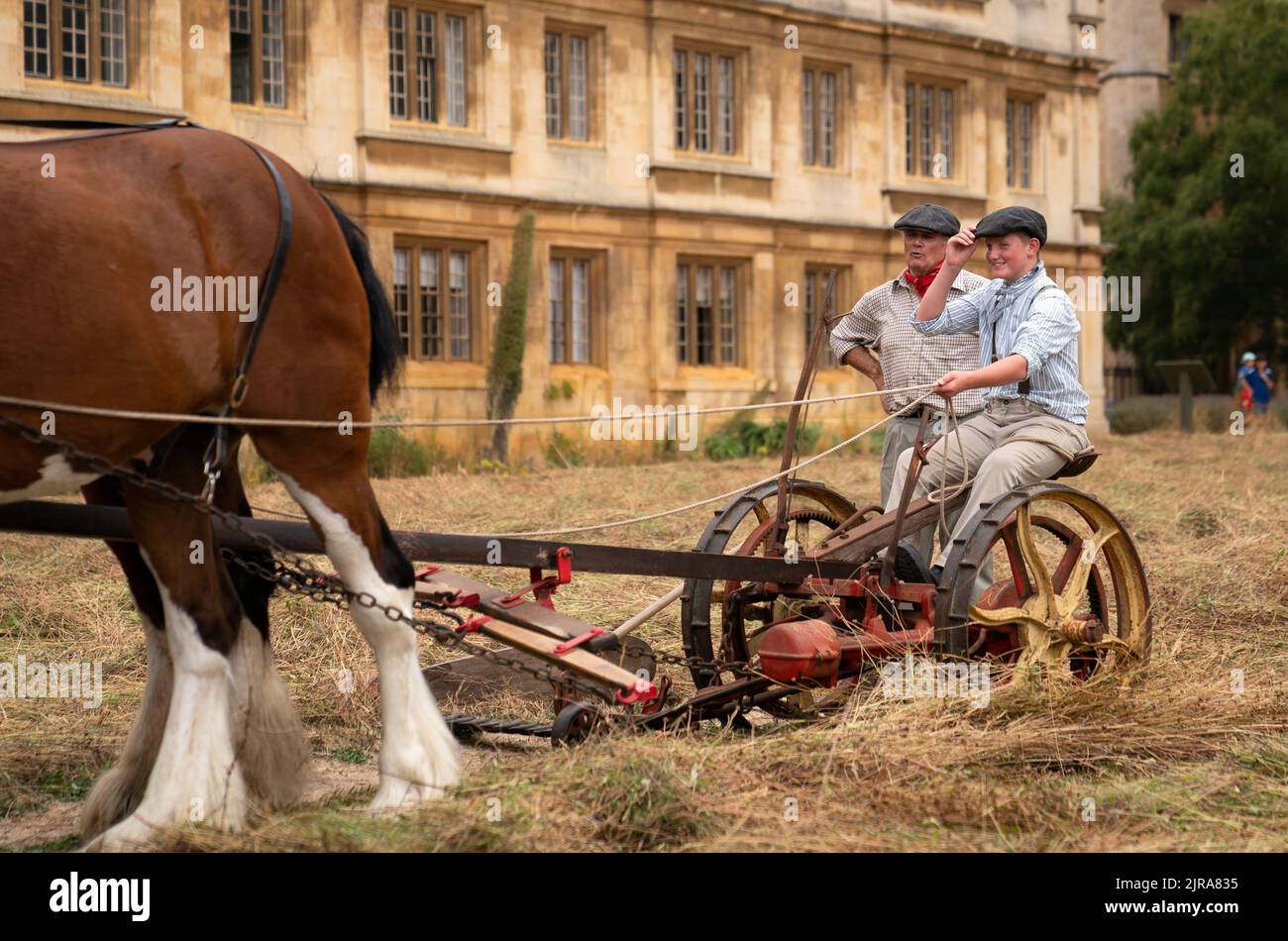 Toby Lawless (right) working with shire horses Cosmo and Boy to harvest ...