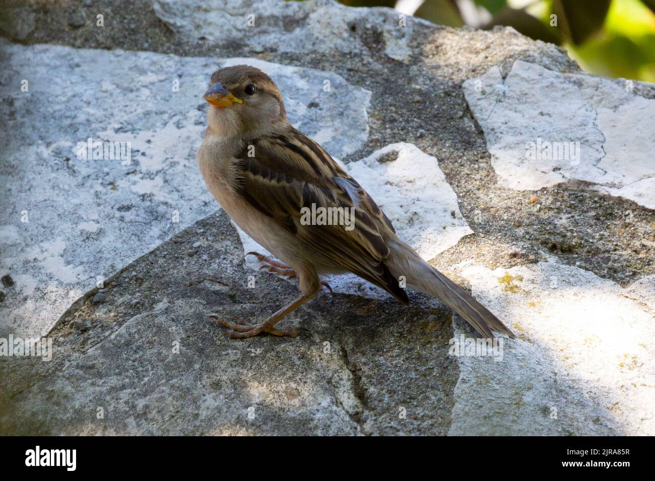 The house sparrow (Passer domesticus) is a bird of the sparrow family ...