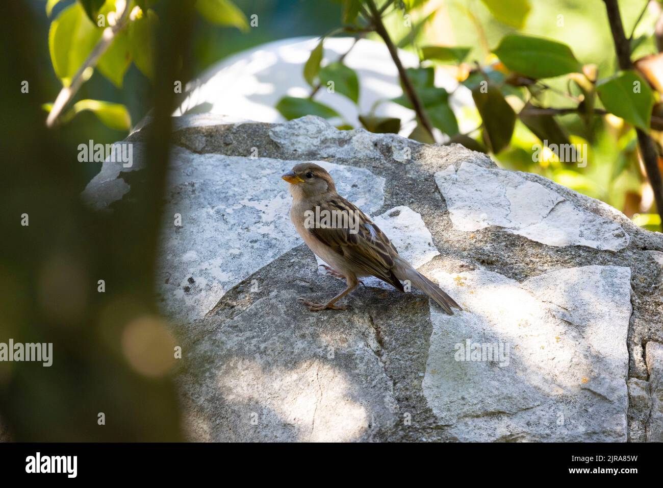 The house sparrow (Passer domesticus) is a bird of the sparrow family ...