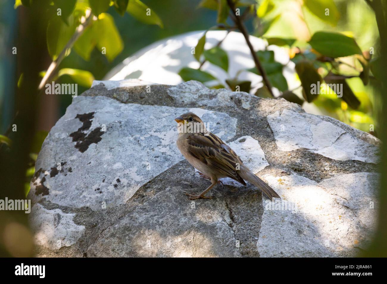 The house sparrow (Passer domesticus) is a bird of the sparrow family ...