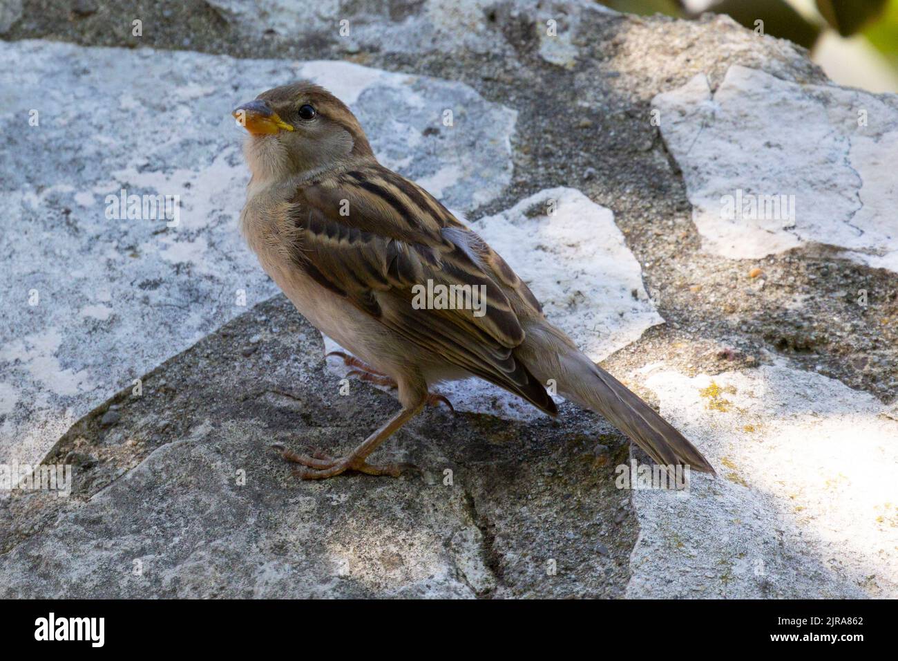 The house sparrow (Passer domesticus) is a bird of the sparrow family ...