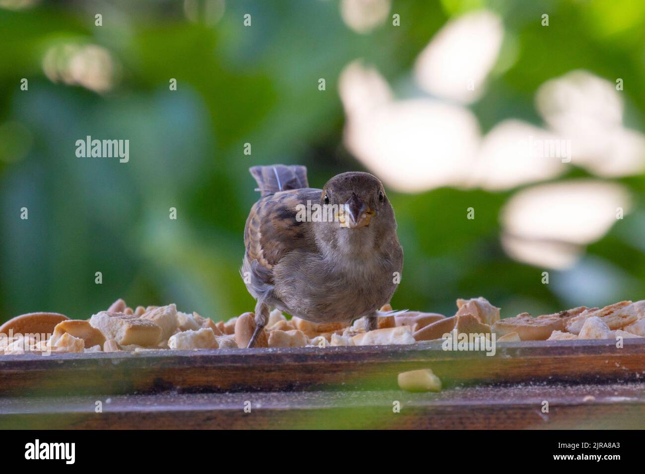 The house sparrow (Passer domesticus) is a bird of the sparrow family ...