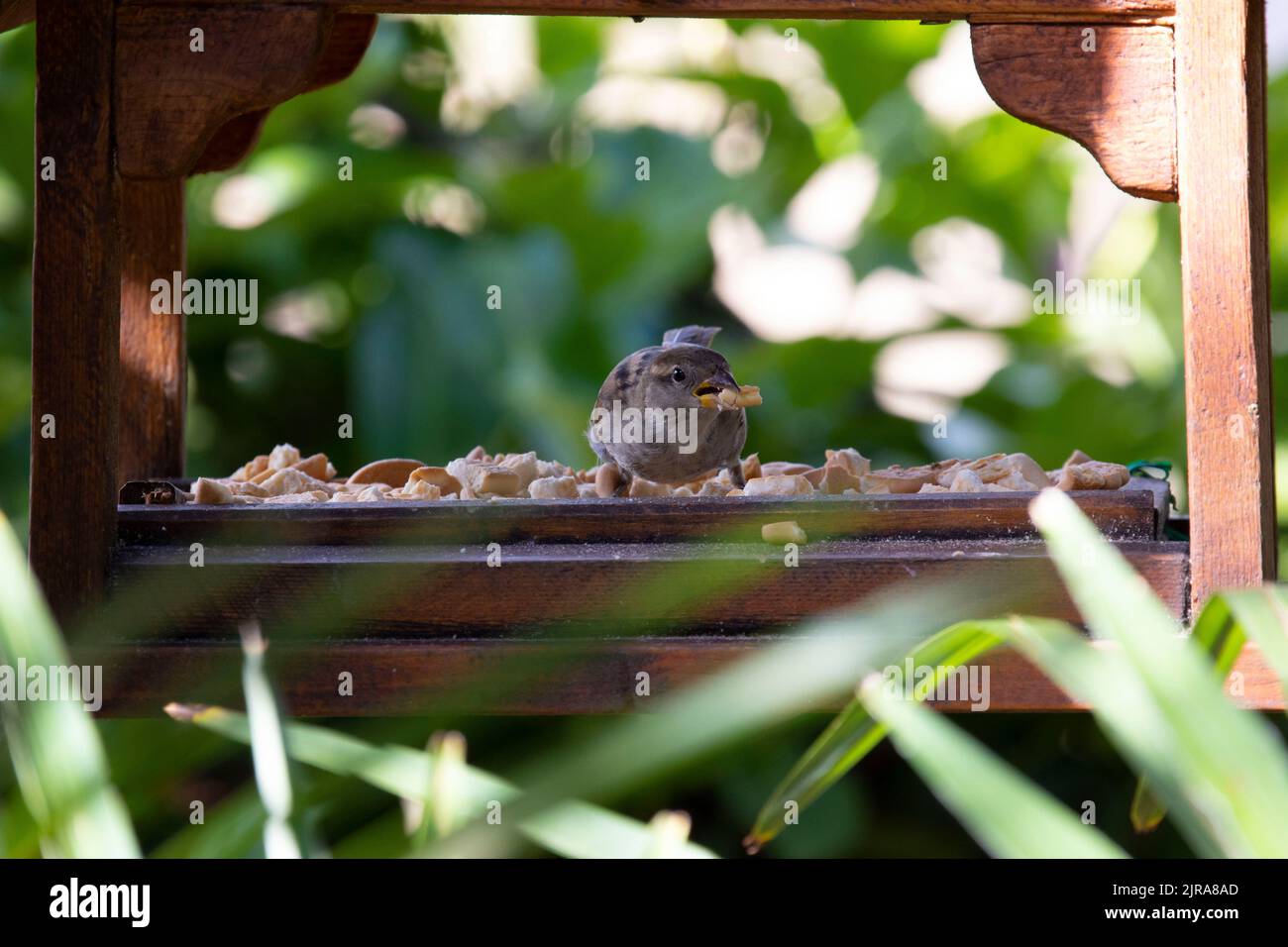 The house sparrow (Passer domesticus) is a bird of the sparrow family ...