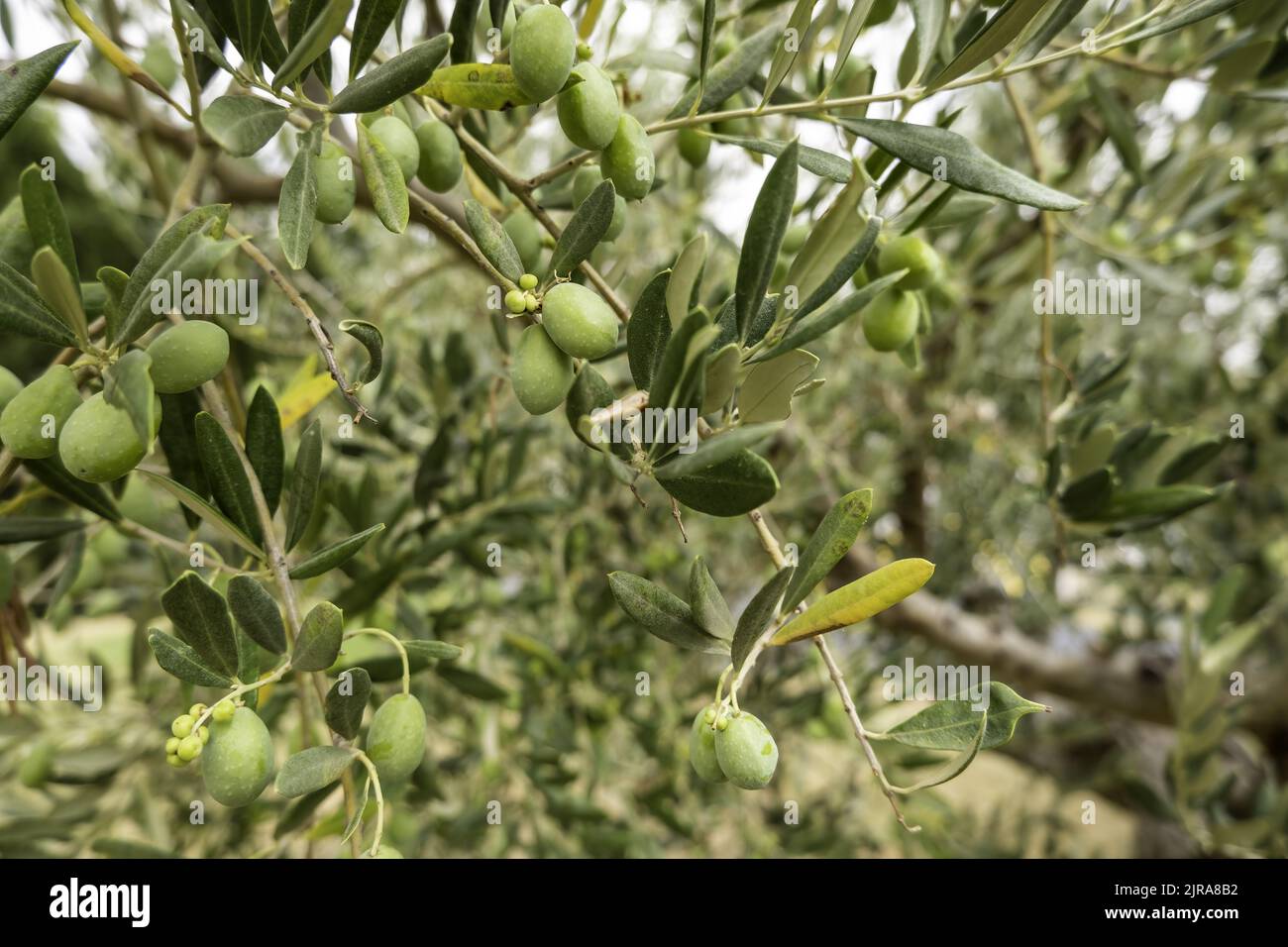 Detail of fresh fruits of an olive tree, olive oil manufacturing Stock ...