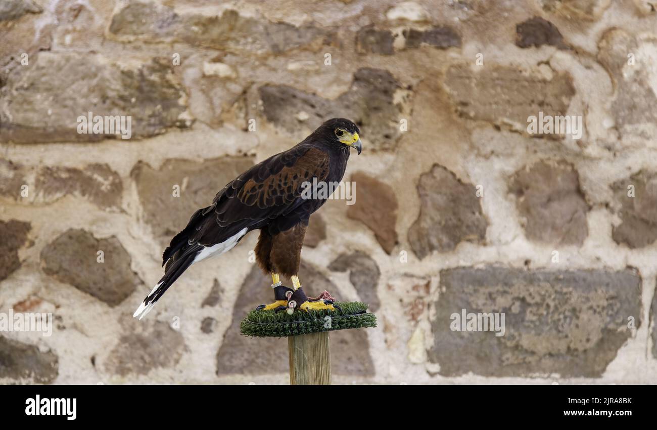 Detail of bird of prey in captivity, bird training Stock Photo - Alamy