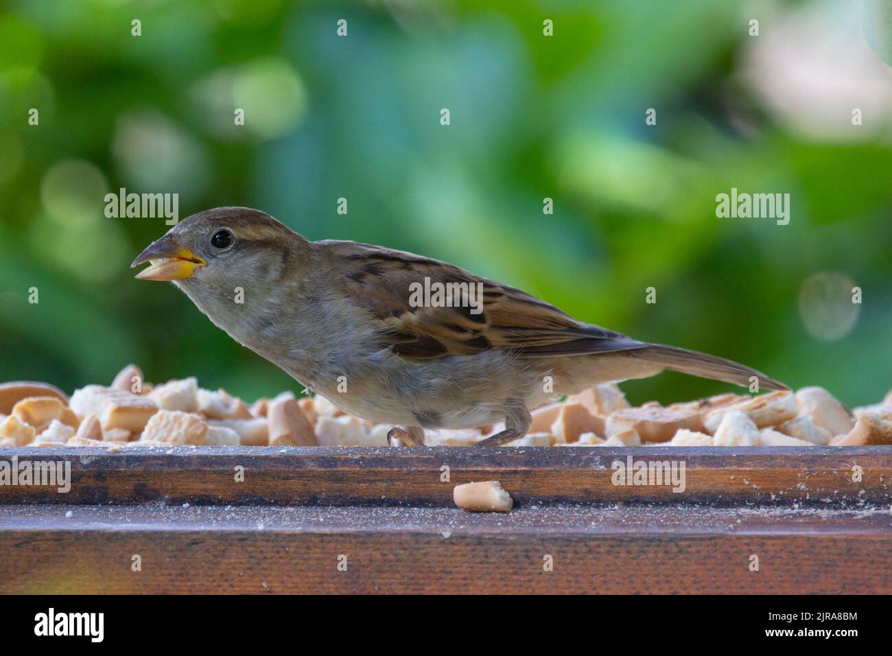 The house sparrow (Passer domesticus) is a bird of the sparrow family ...