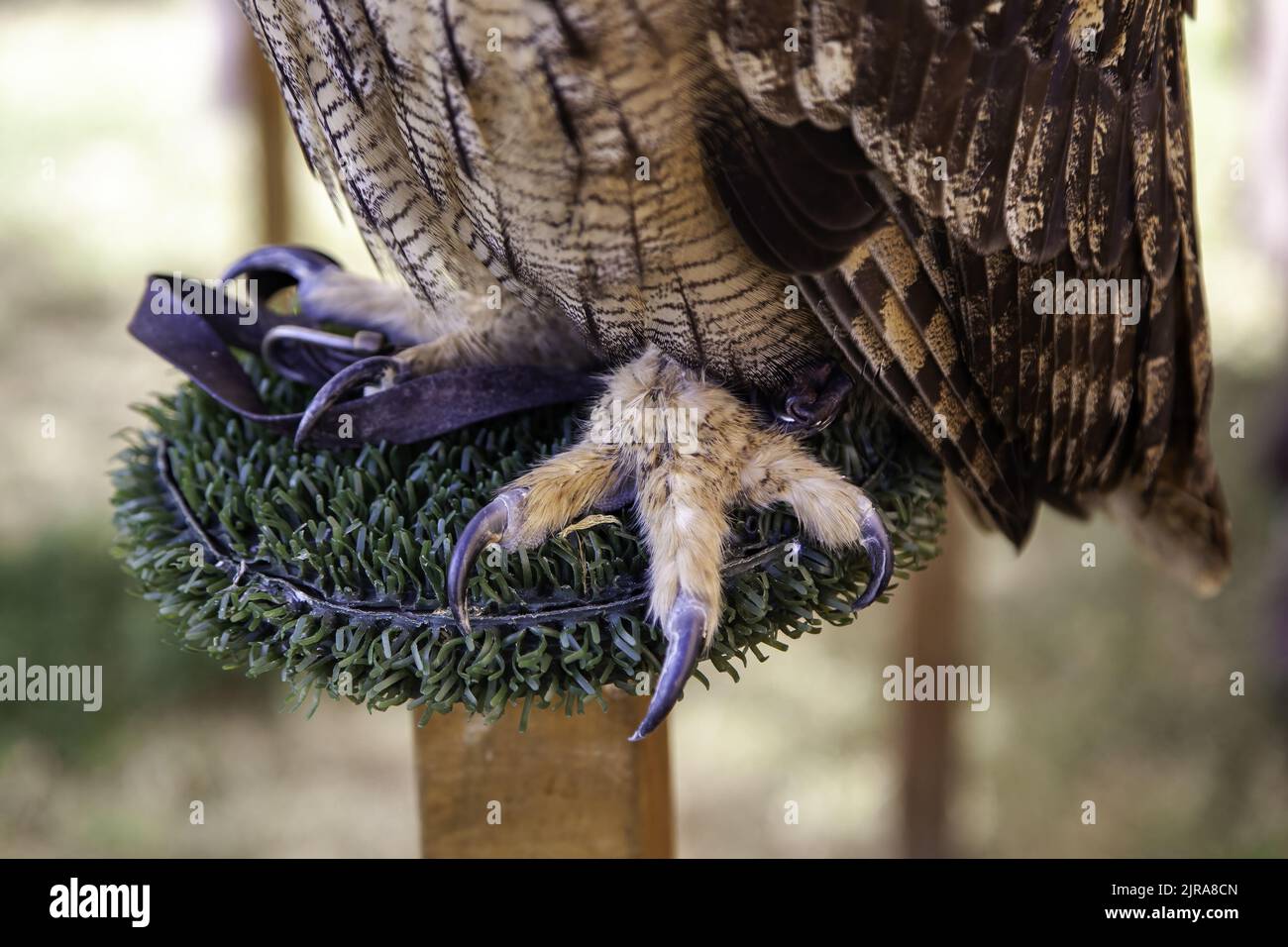 Deadly bird of prey hi-res stock photography and images - Alamy