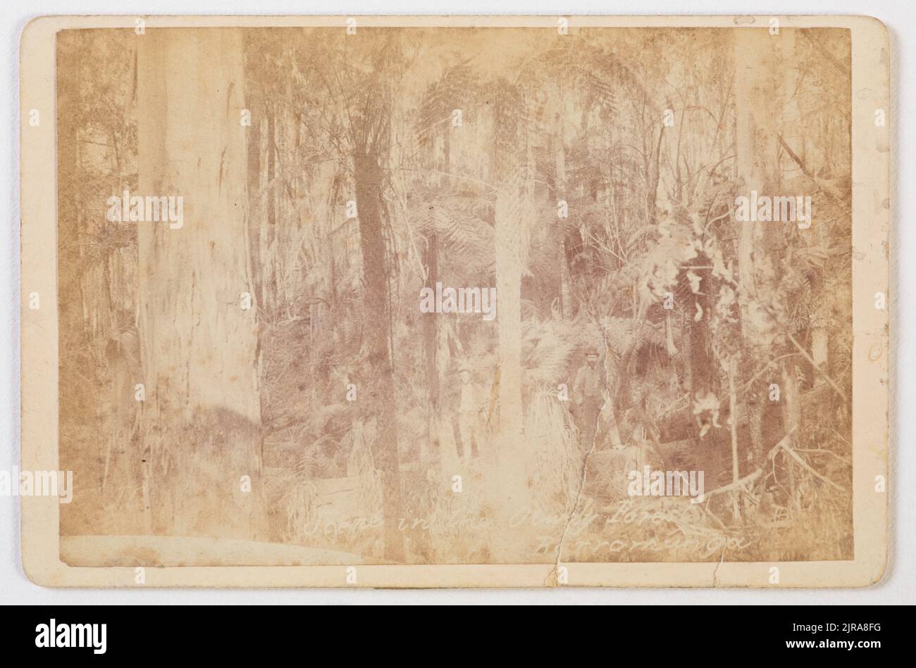 Barramunga in the forest hi-res stock photography and images - Alamy