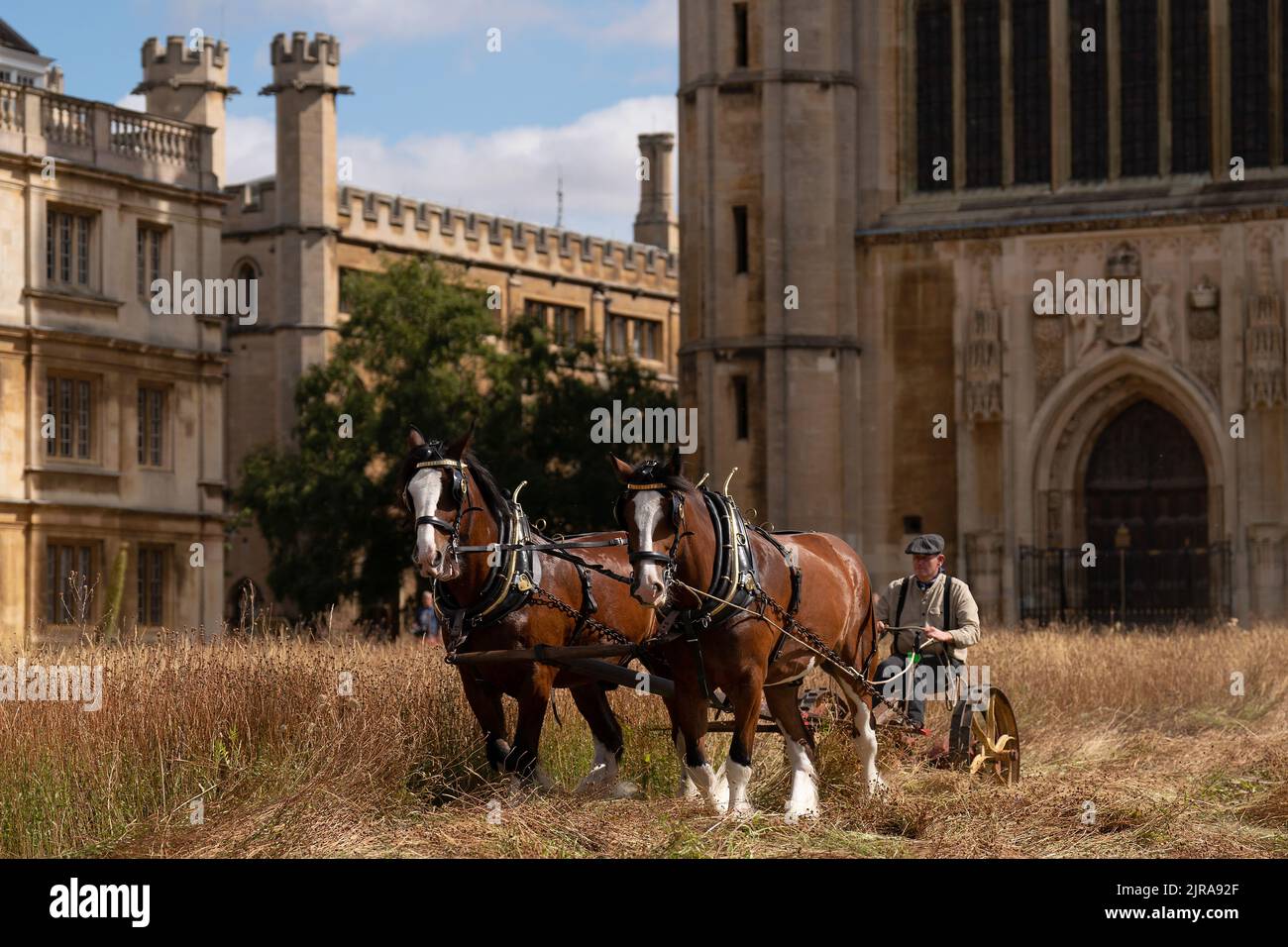 David Lawless working with shire horses Cosmo and Boy to harvest the ...
