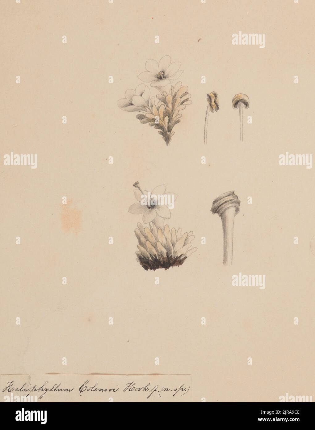 Heliophyllum colensoi Hook.f. (now known as Phyllachne colensoi (Hook.f ...