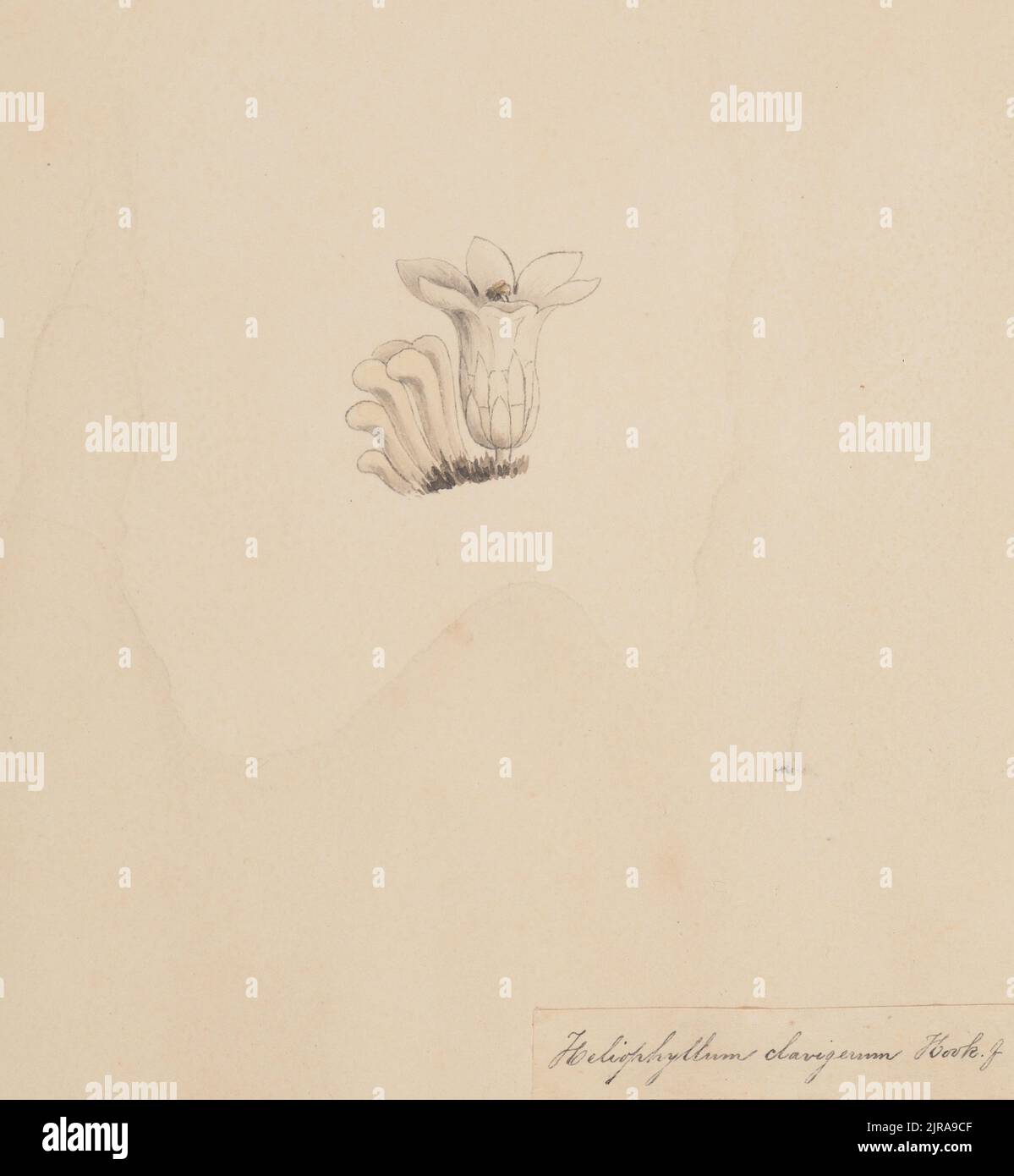 Heliophyllum clavigerum Hook.f. (now known as Phyllachne clavigera ...