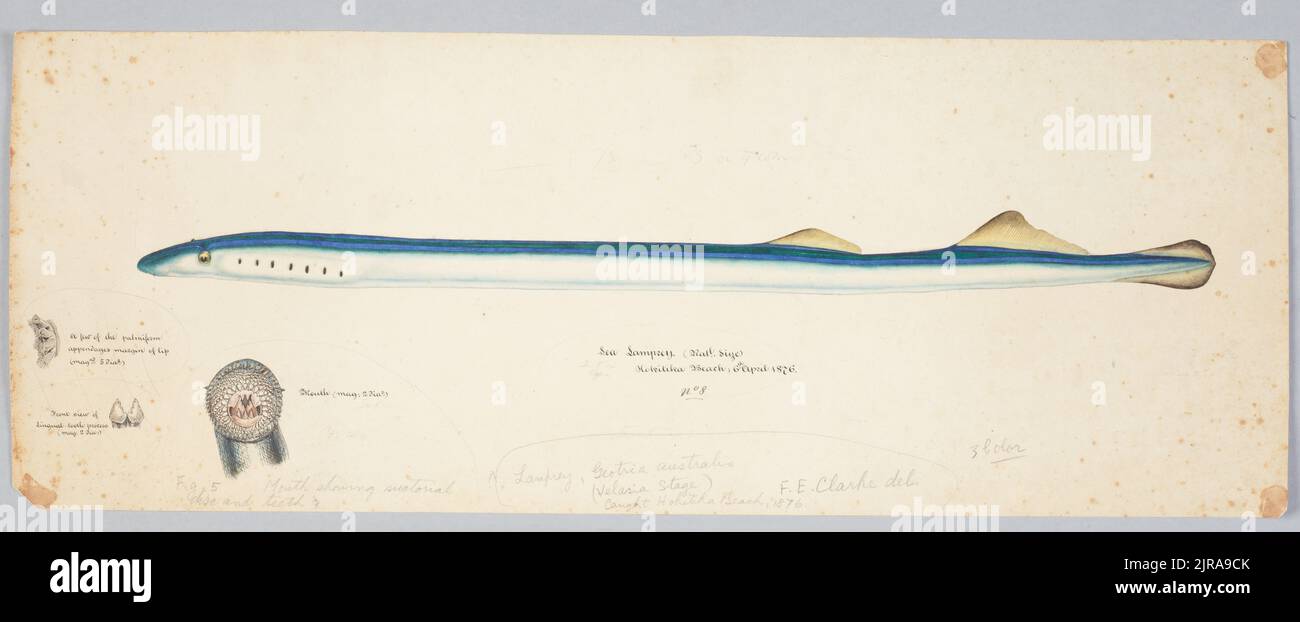 Geotria australis ( Sea Lamprey), 1876, New Zealand, by Frank Edward ...