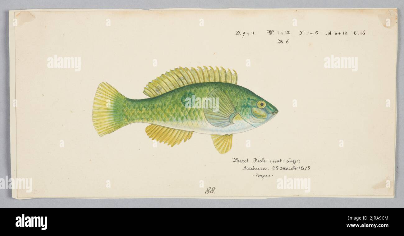 Notolabrus celidotus (NZ) : Wrasse, 1875, by Frank Edward Clarke Stock ...