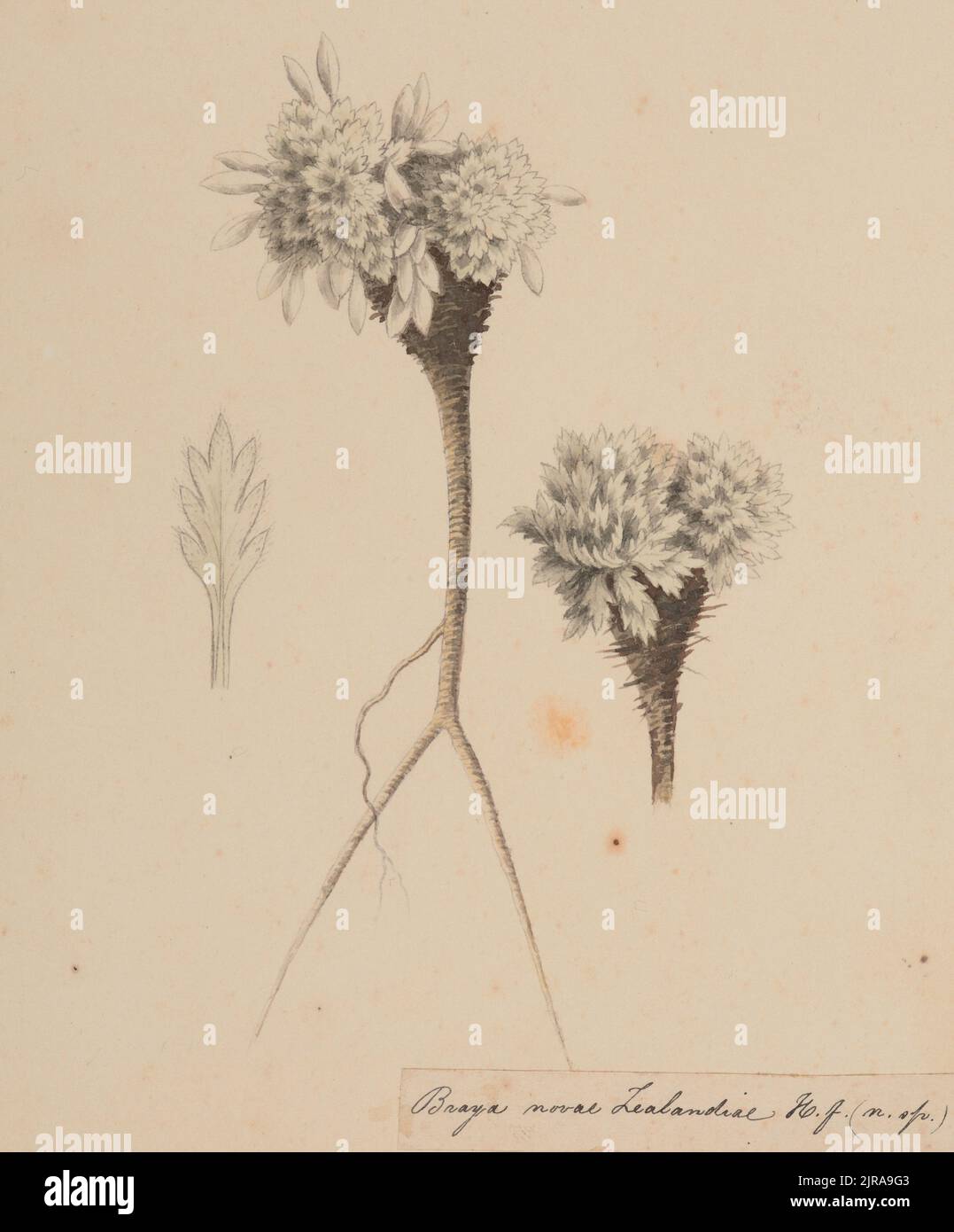 Braya novae-zelandiae Hook.f. (now known as Pachycladon novae-zelandiae ...
